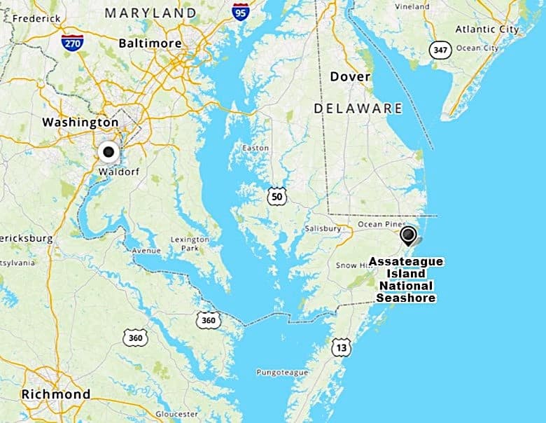 Wild and Free-Spirited Assateague – Maryland's and Virginia’s Barrier ...