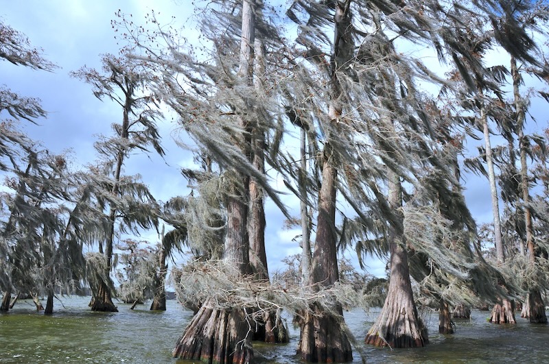 Cajun Coast, Louisiana: History, Mystery and Fine Food – PLAY STAY EAT